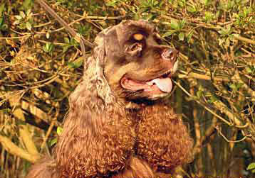 Vida Animal - Clnica Veterinria